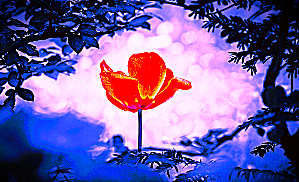 Live to Love to Fight to Live - Dr. Chris Deussing, DSW, LCSW - Medium