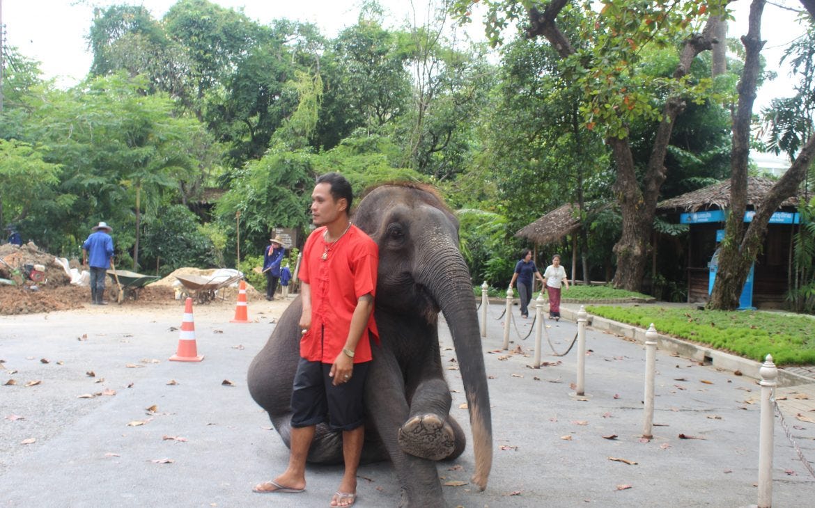 A World Without Elephants…And We Only Have Ourselves To Blame. | by ...