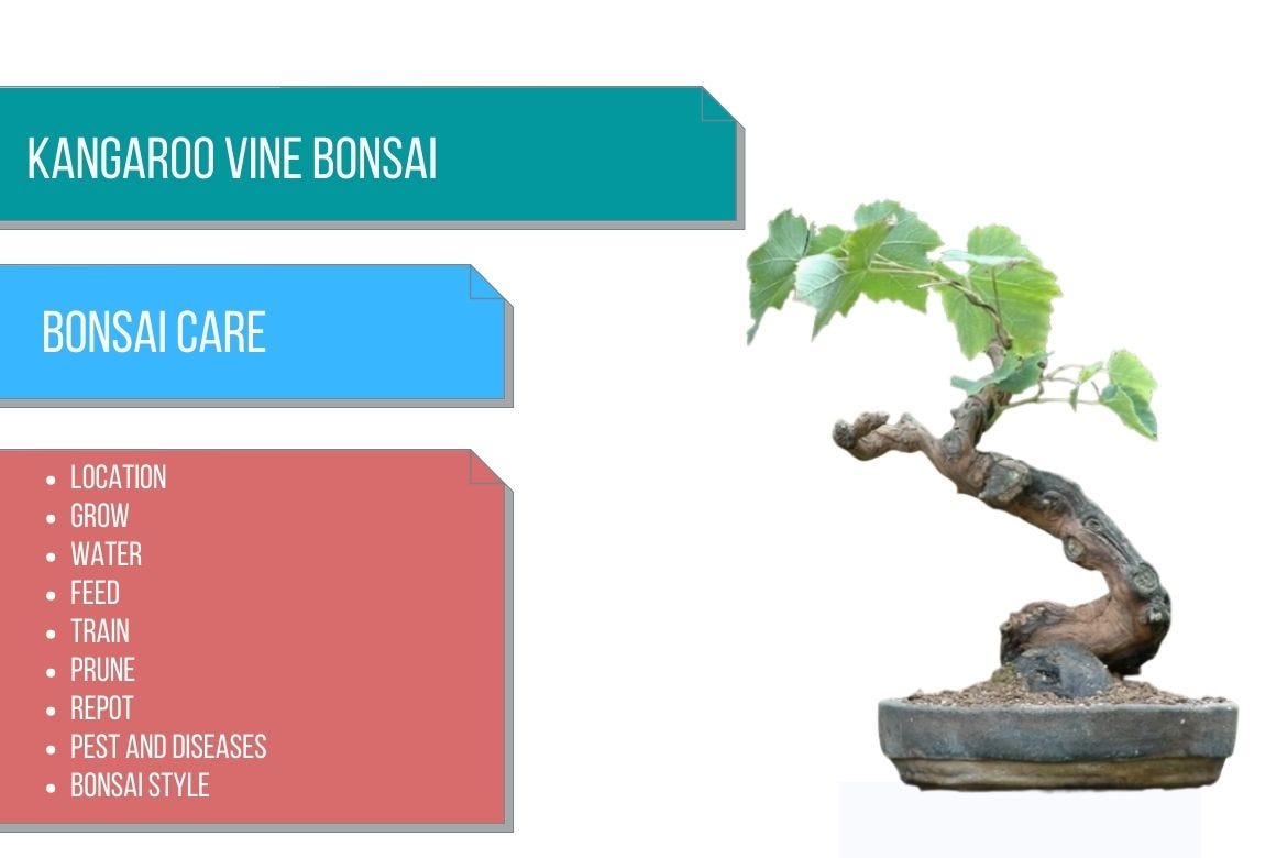 Kangaroo vine bonsai care | by Bhupinder Singh | Medium