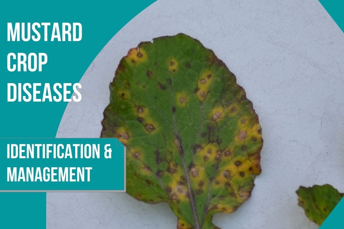 Mustard crop diseases : Identification and management | by Bhupinder ...