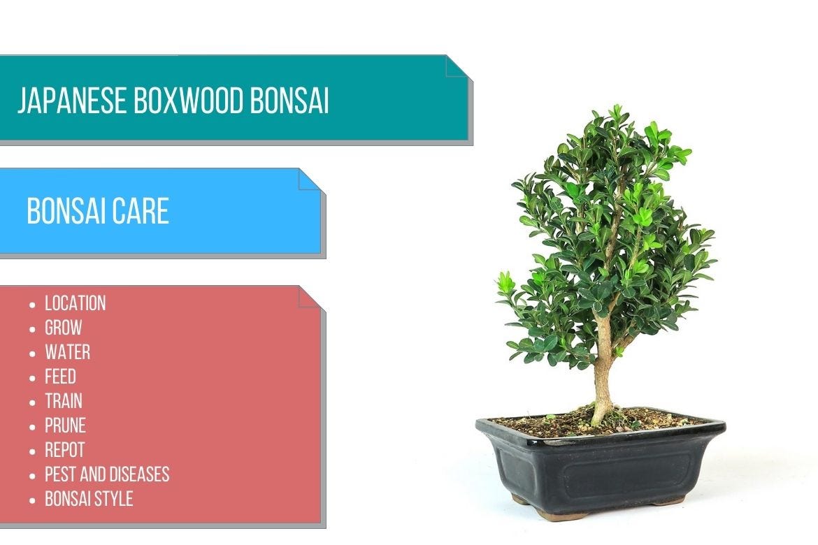 Japanese Boxwood bonsai care | by Bhupinder Singh | Medium