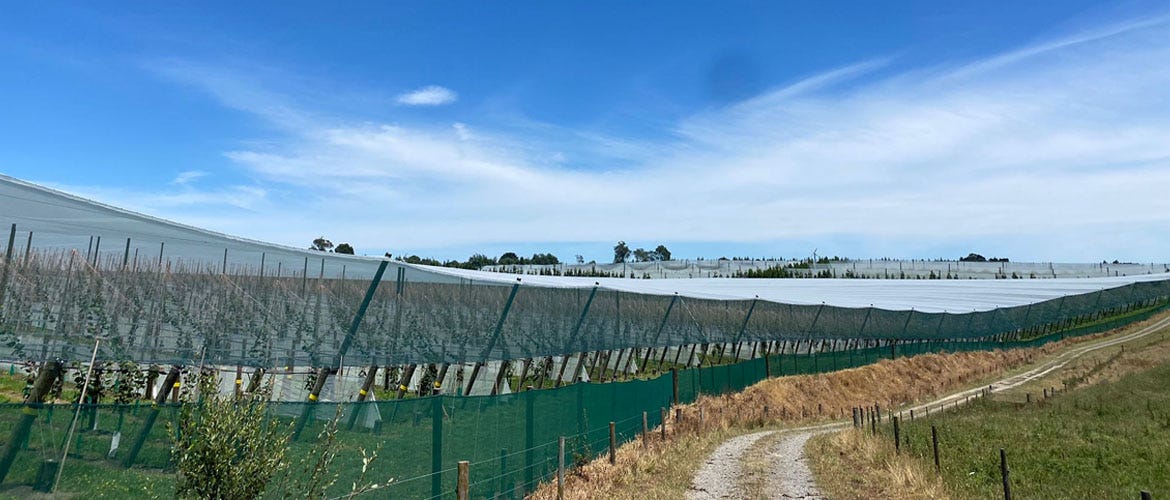The Importance of Overhead Shelters at Kiwifruit Orchards - Prosper ...
