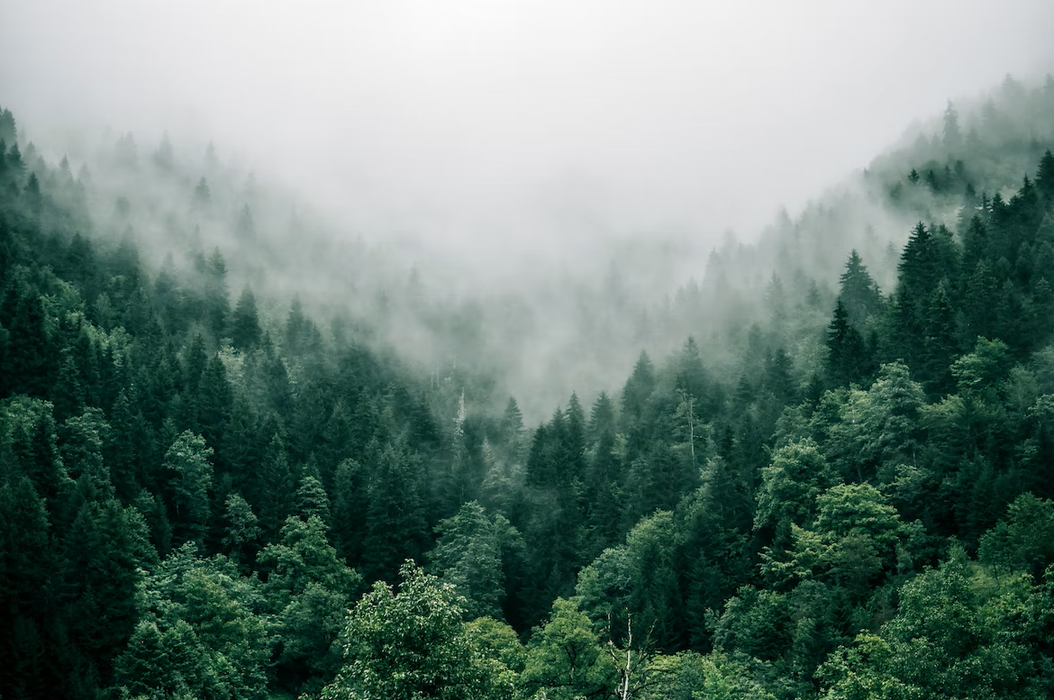 An Introduction to the Random Forest Algorithm | by Chinmay Shelke | Medium