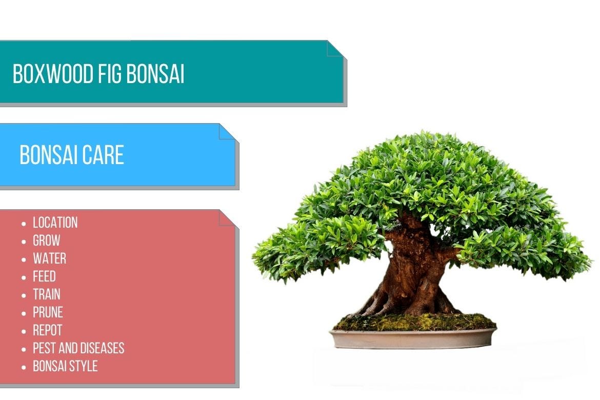 Boxwood fig bonsai care | by Bhupinder Singh | Medium