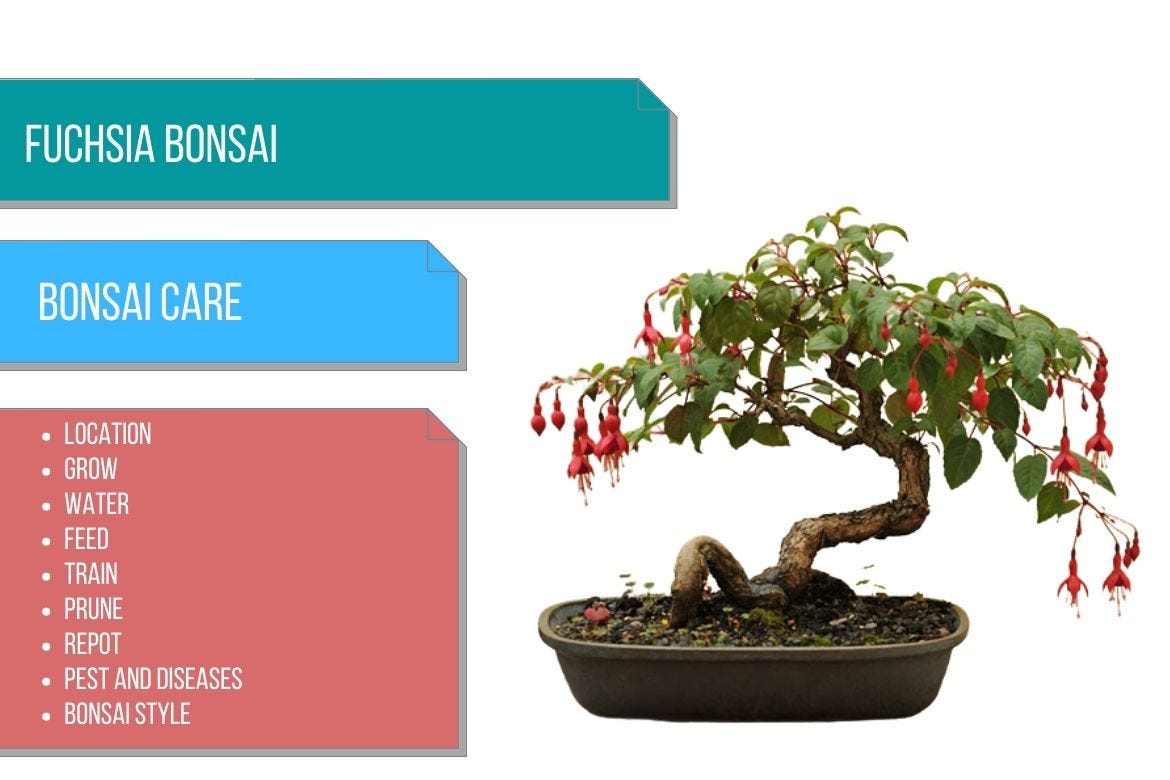 Fuchsia bonsai care | by Bhupinder Singh | Medium
