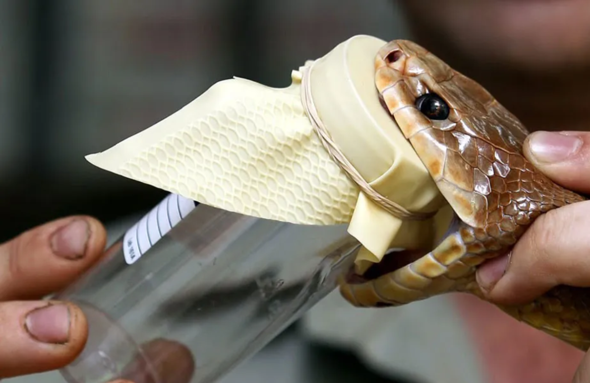 Snake venom is more expensive than gold, you will be shocked to hear ...