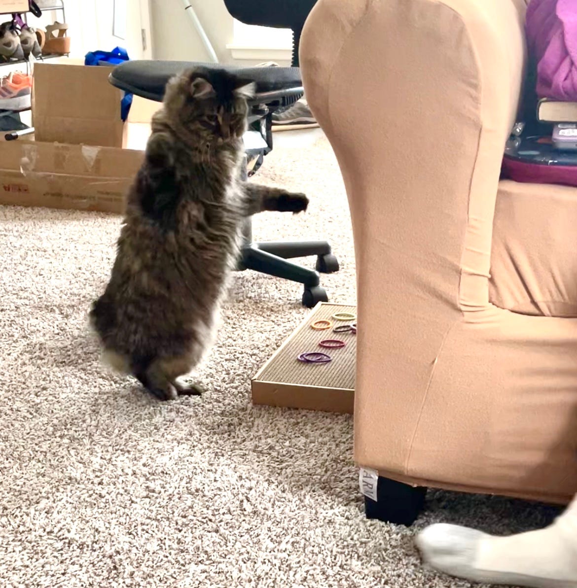 The Biggest Obstacle to your Cat’s Nightly Routine isn’t your Cat. | by ...