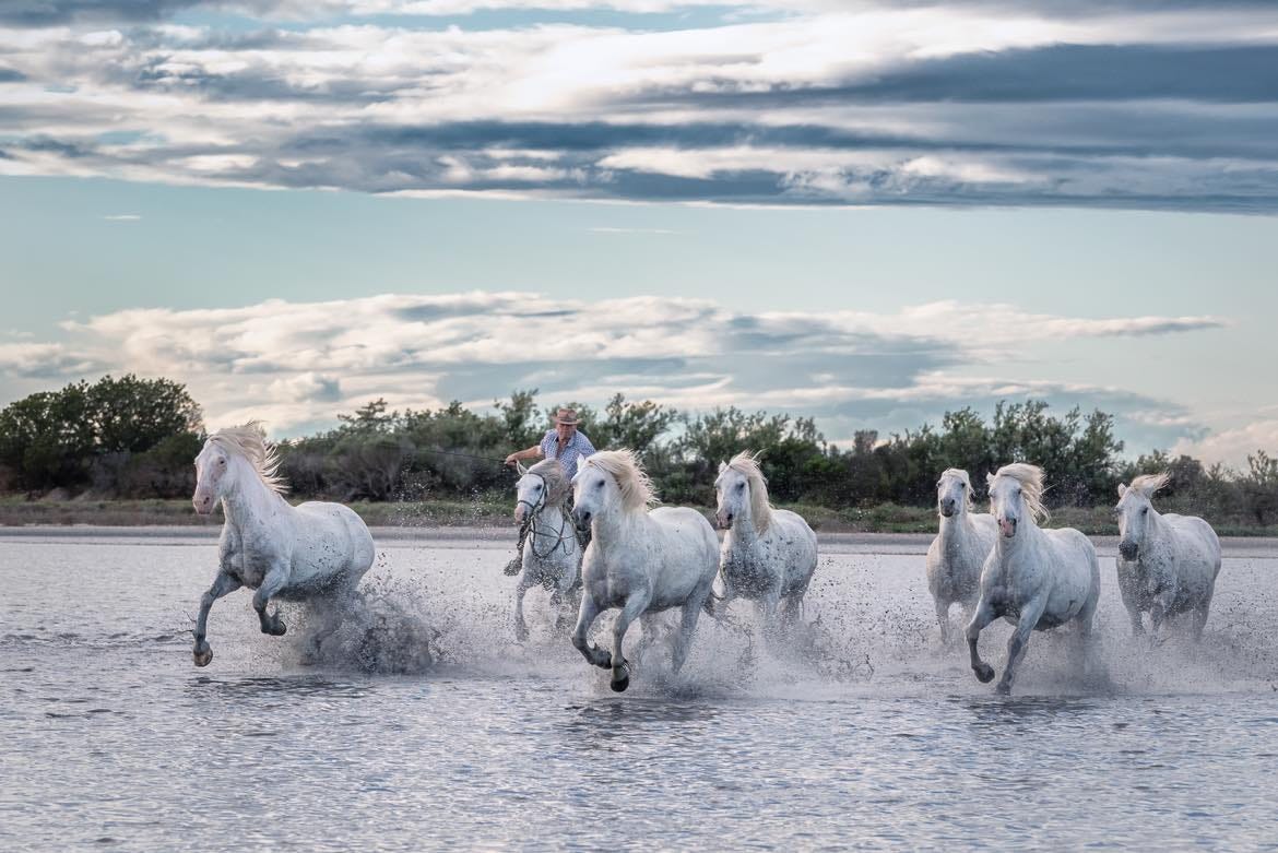 Navigating The Wild & Mysterious Camargue. I’d Seen The Pink Flamingoes ...
