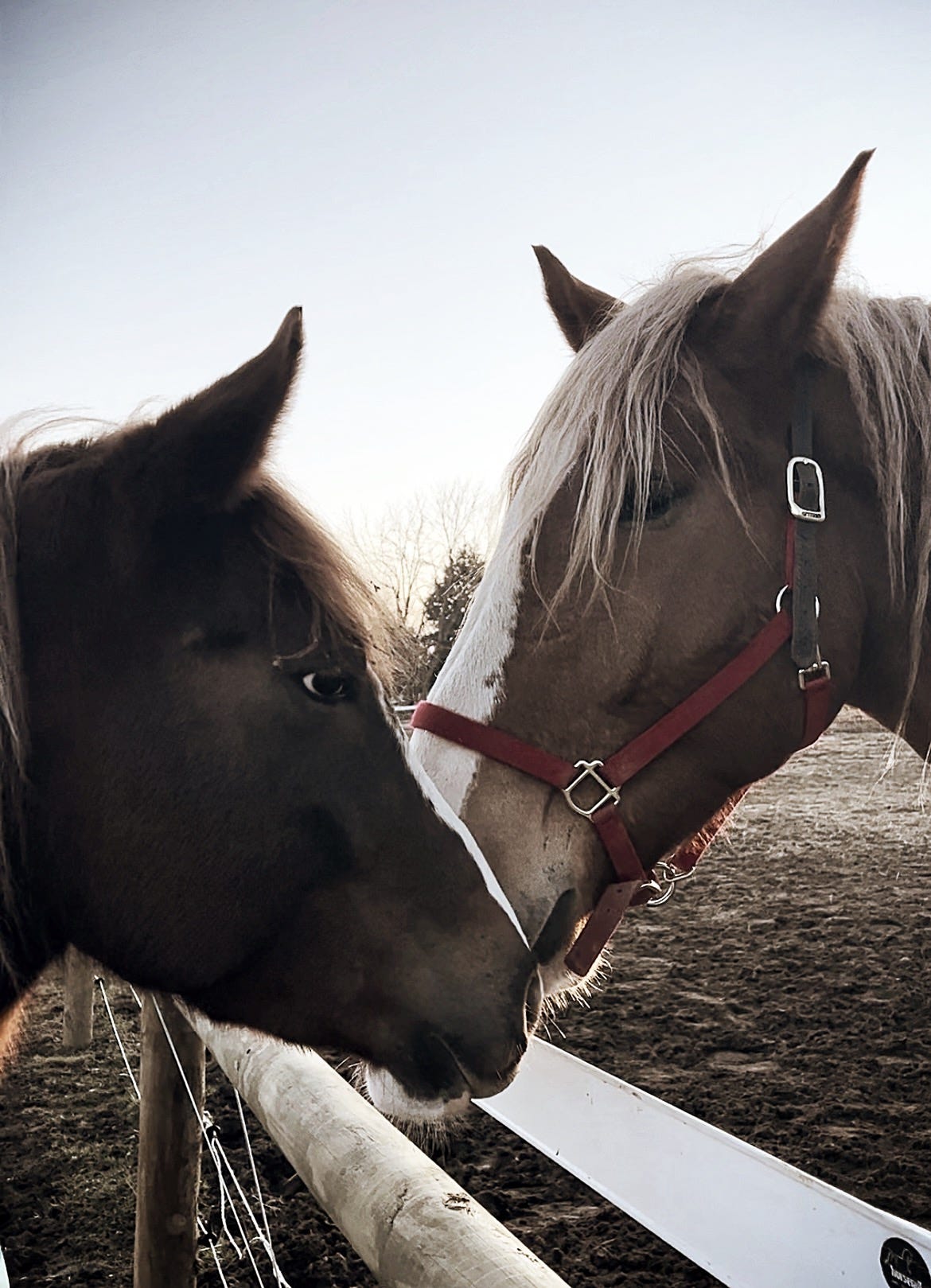 The Beauty of the Horse. I’ve always loved horses. I took riding… | by MC Fallon | Medium
