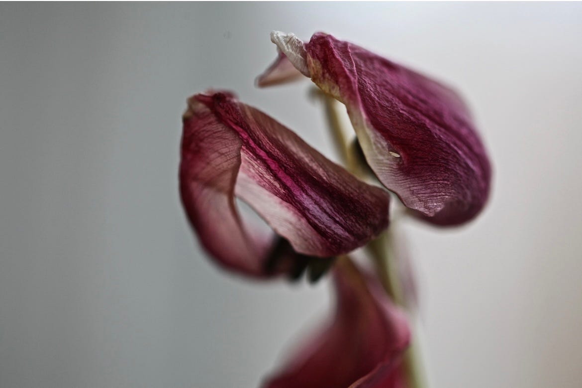 The Surprising Beauty of Wilting Flowers | by Felipe Leon U. | Thirty ...