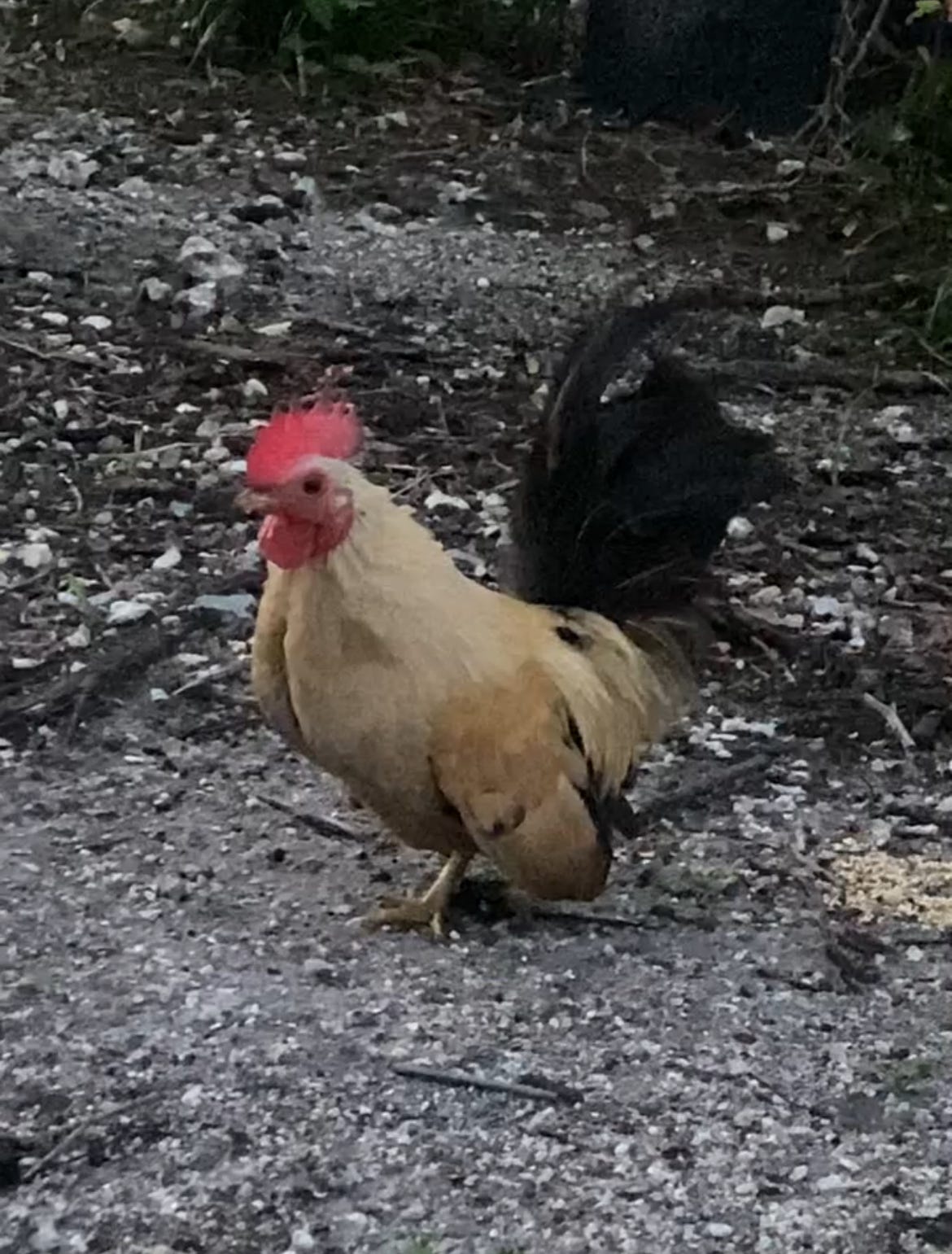 The Little Blond Rooster. In the Face of Progress, the Natural… | by ...