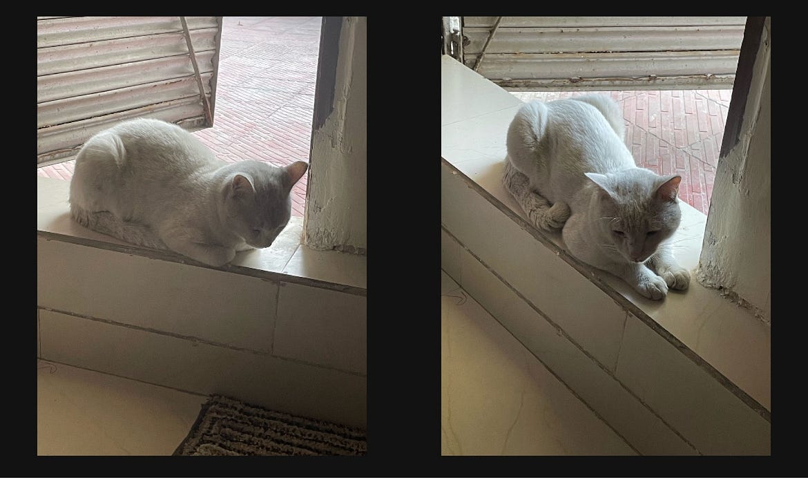 Chiki and the children. The story meows. If you are a cat… | by ...