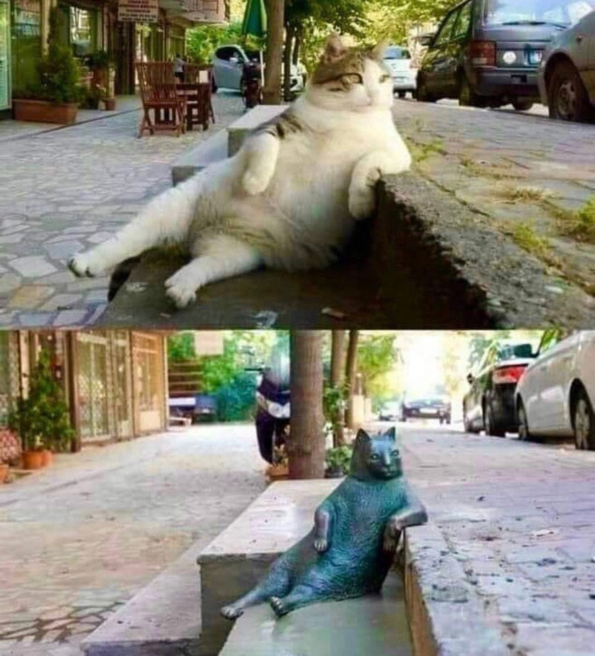 The Heartfelt Journey of Tombili: A Beloved Cat’s Enduring Legacy | by ...