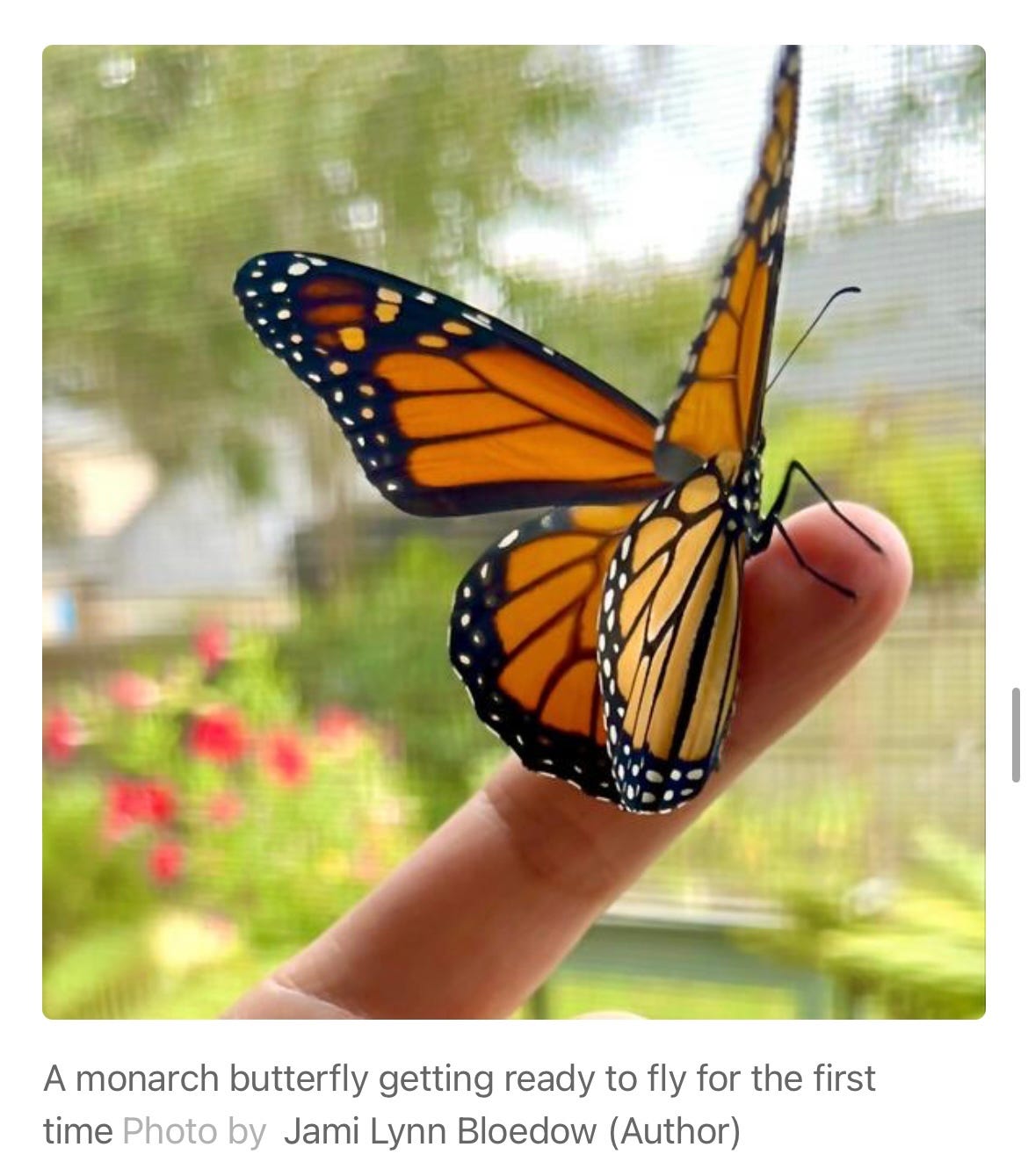 Millions of Super Monarch Butterflies are traveling thousands of miles ...