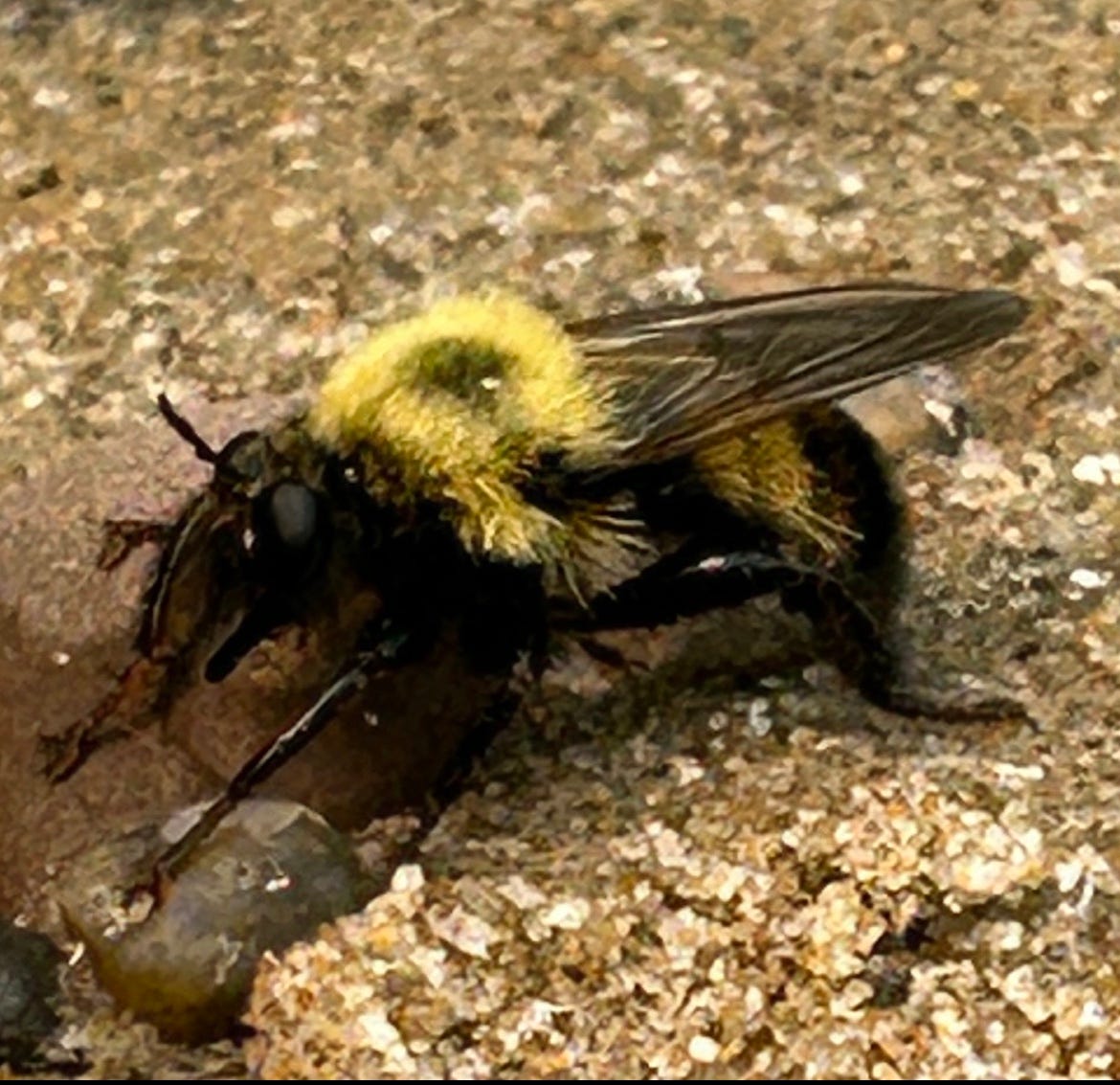 Bumbler. A visitor from another world rests… | by Kathryn 'Kitten ...