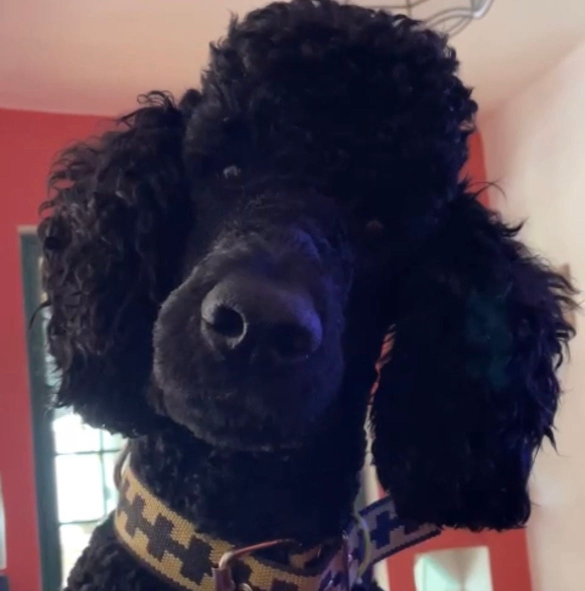 The Grossest Part of My Dog-Sitting Gig in Chapala, México | by Sheila ...