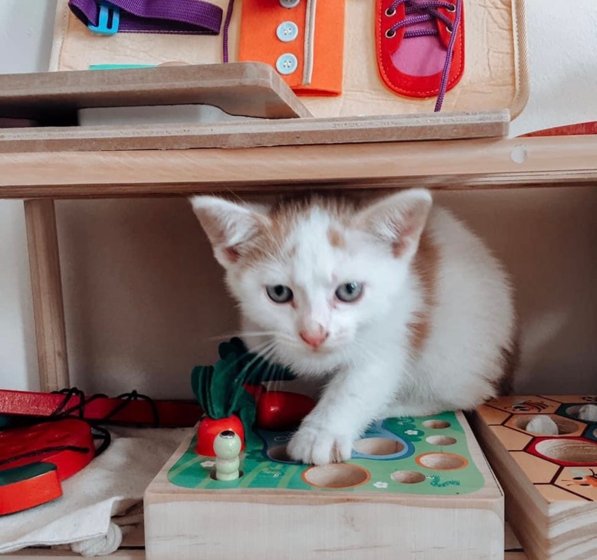 My name is Stanley.. My life changed the day a human threw… | by Alexis ...