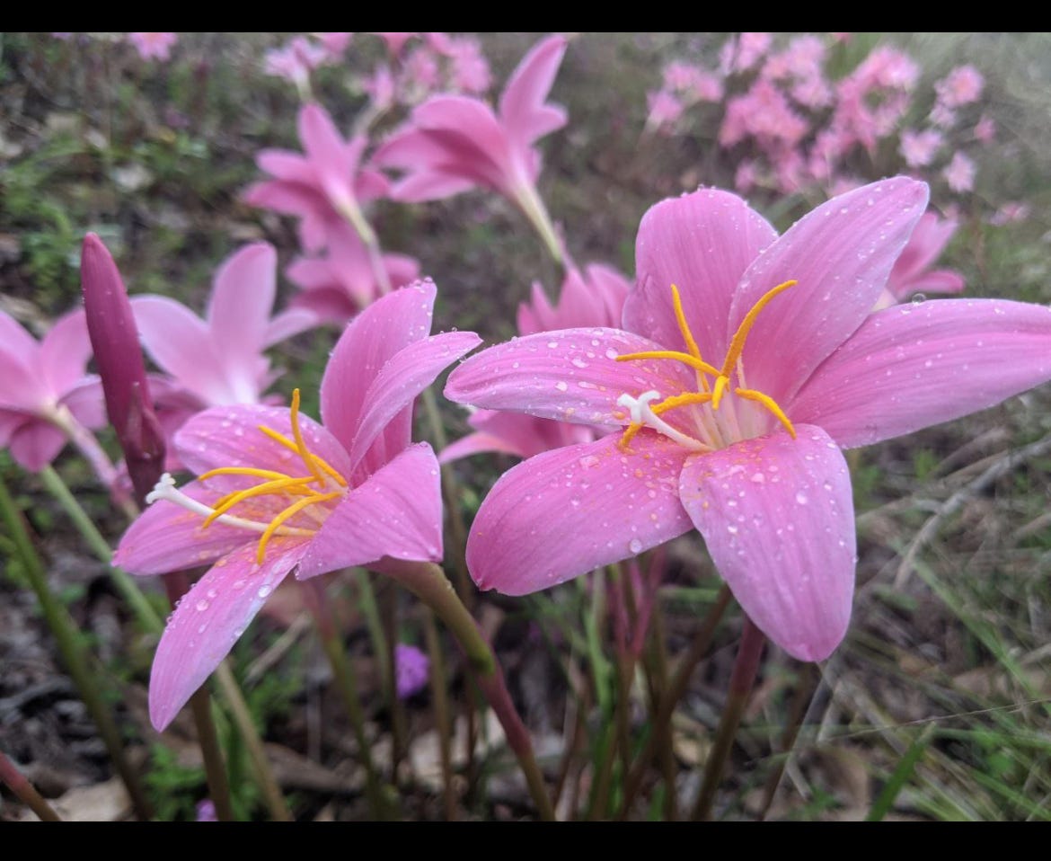 The Rain Lily. Broken Things | by Violet Moon | Agency Magazine | Medium