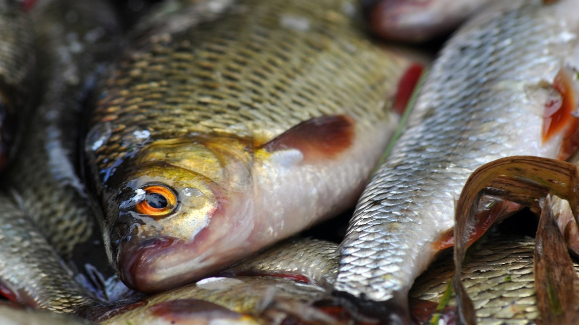 Fish Protein Hydrolysate Market 2024–2032: Analysis on the Basis of ...