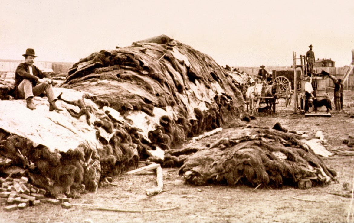 Starving a People: How Colonization Erased the Buffalo to Break ...