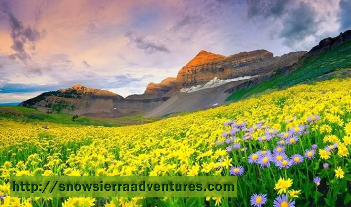 Trip to Valley of Flowers. Valley of Flowers is one trek where… | by ...