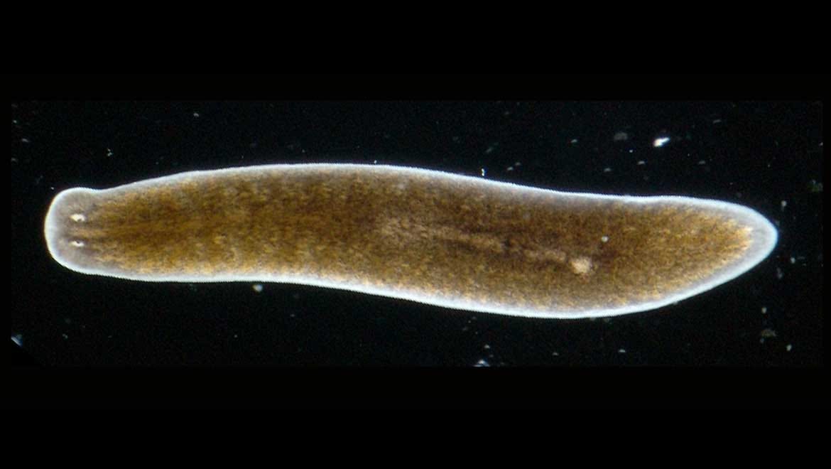 How Flatworms Re-Grow Their Own Heads: Scientists Finally Identify The ...