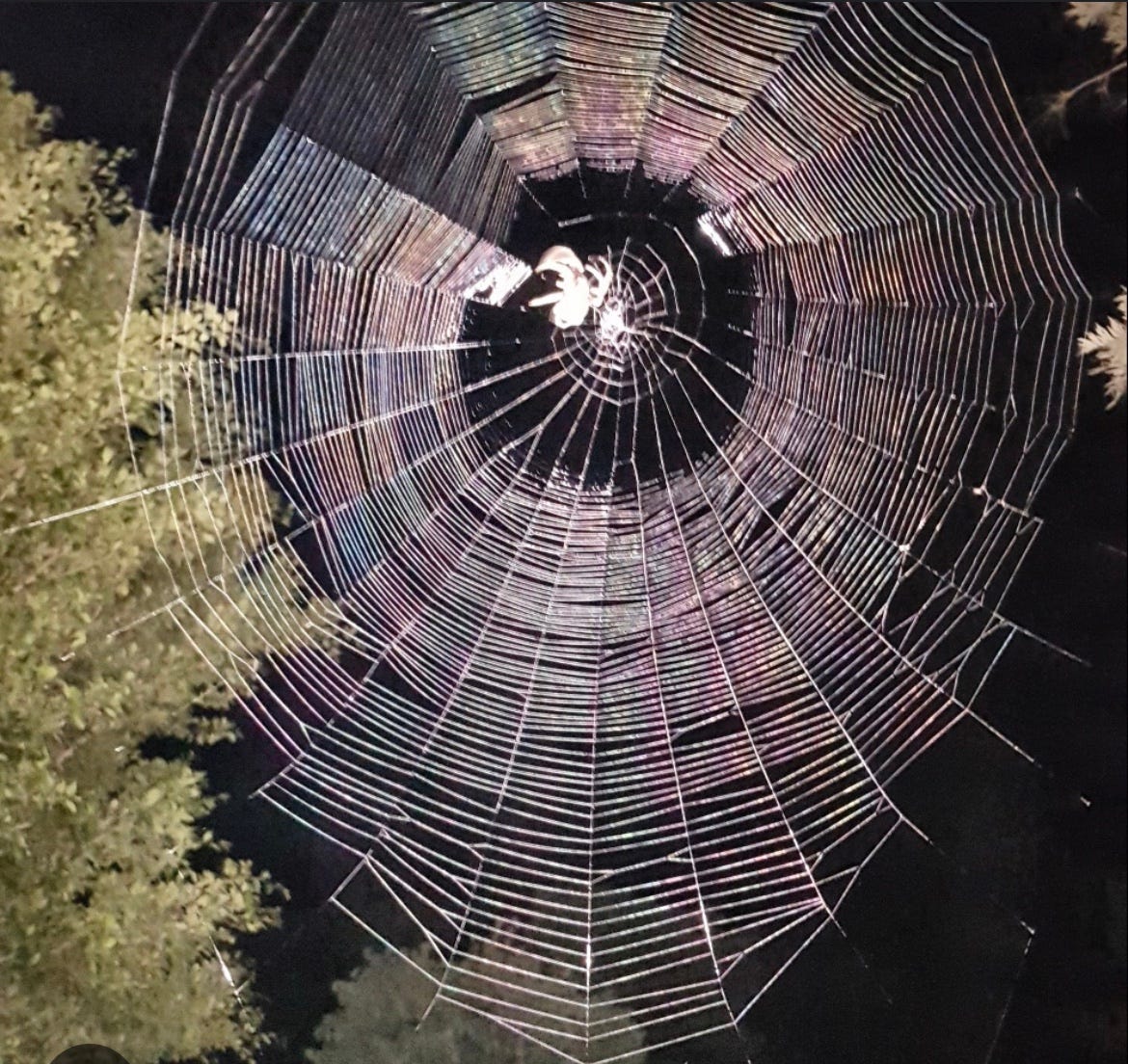 New Love in a Spider Web. Reflections on nature and love. | by Kathryn ...