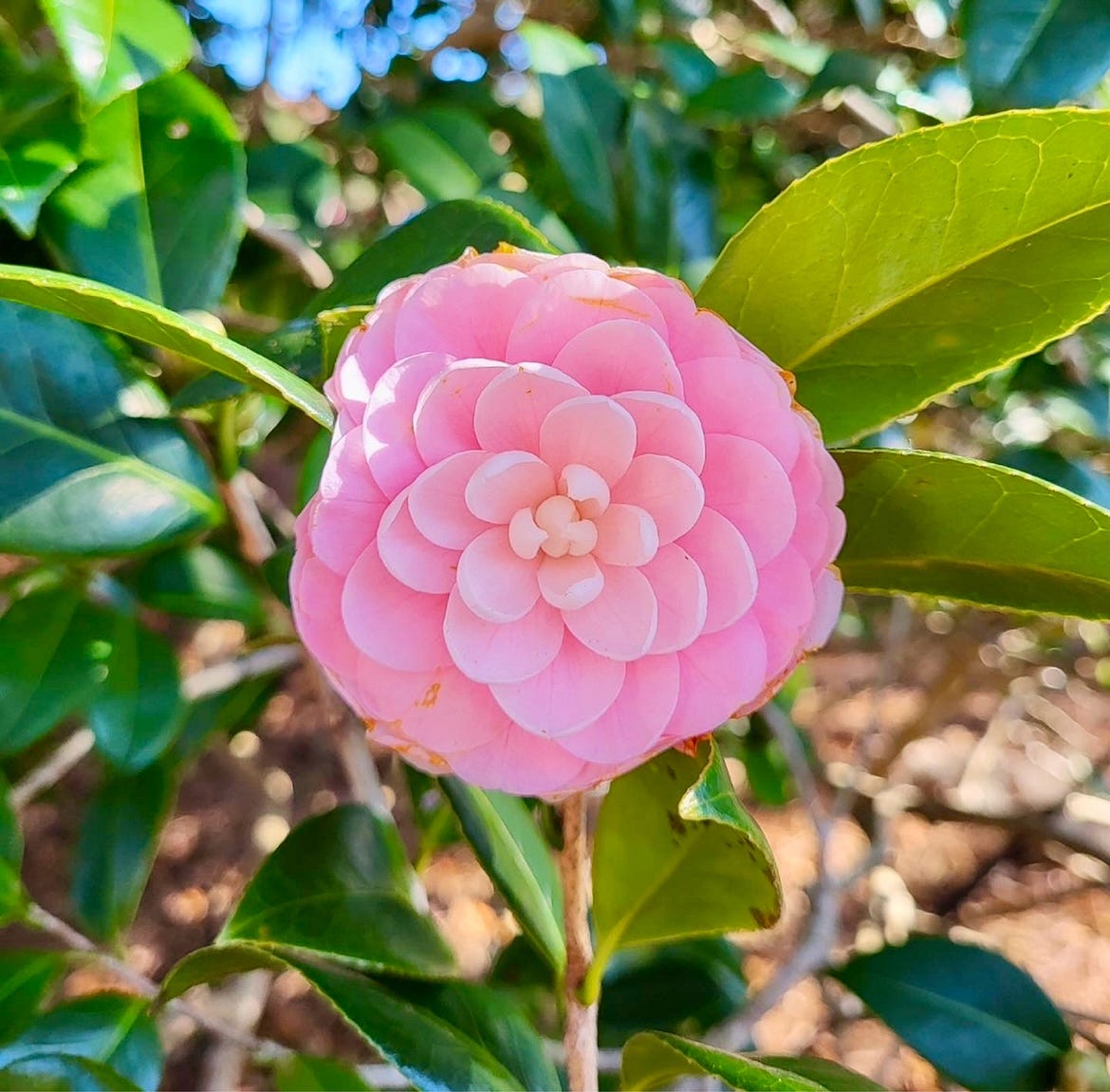 Love; Verb.. How LOVE is an entire existence. | by WakeBakeBlogs | Medium