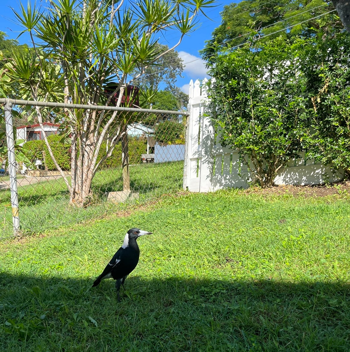 Never Fear, Maggie the Magpie Is Here | by Keeley Schroder | The Daily ...