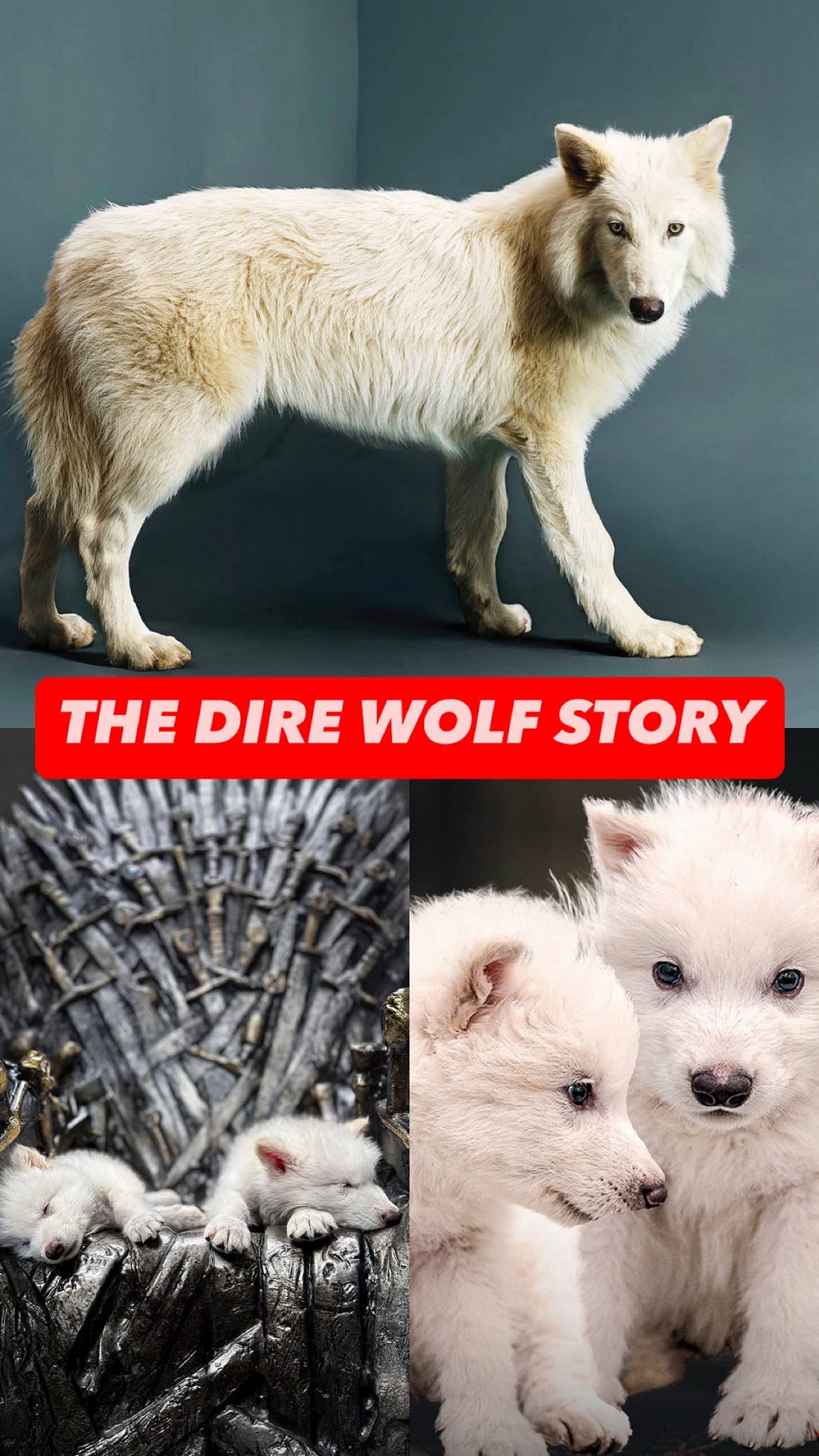 The 10,000 year old Howl that Time Forgot. | by Psd | Medium