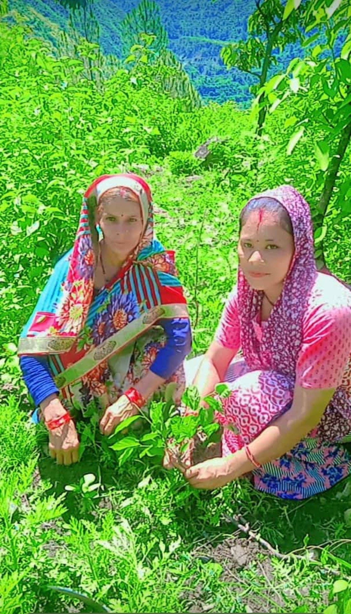 Harela: A Day of Green - Poonam Negi Rautela - Medium