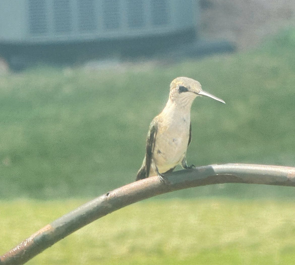 The Audacity Of A January Hummingbird | by Adriene Adams | Medium