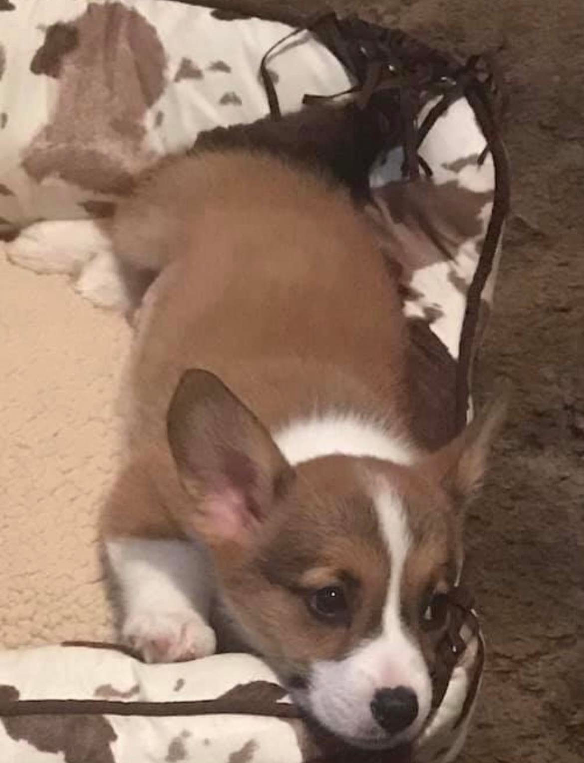 We be Jamming — with Jam the Corgi! | by Kristi Lyons | Sep, 2023 | Medium