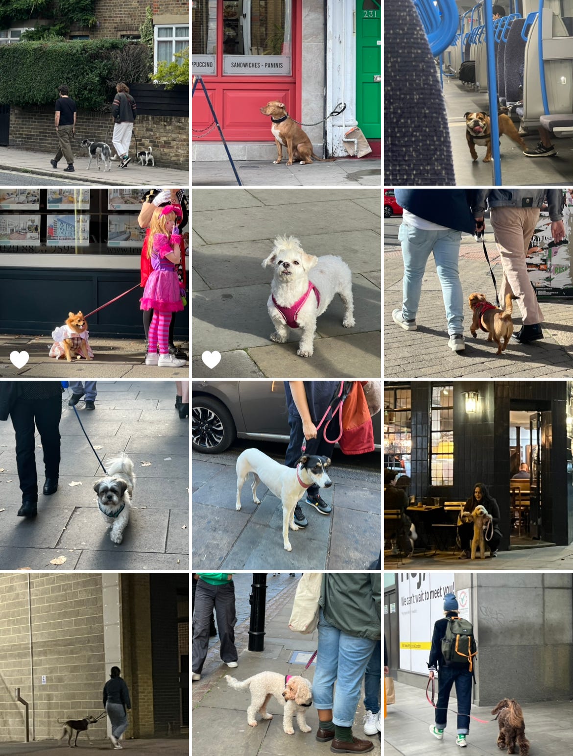 London’s dogssss collection - Grace Wang - Medium