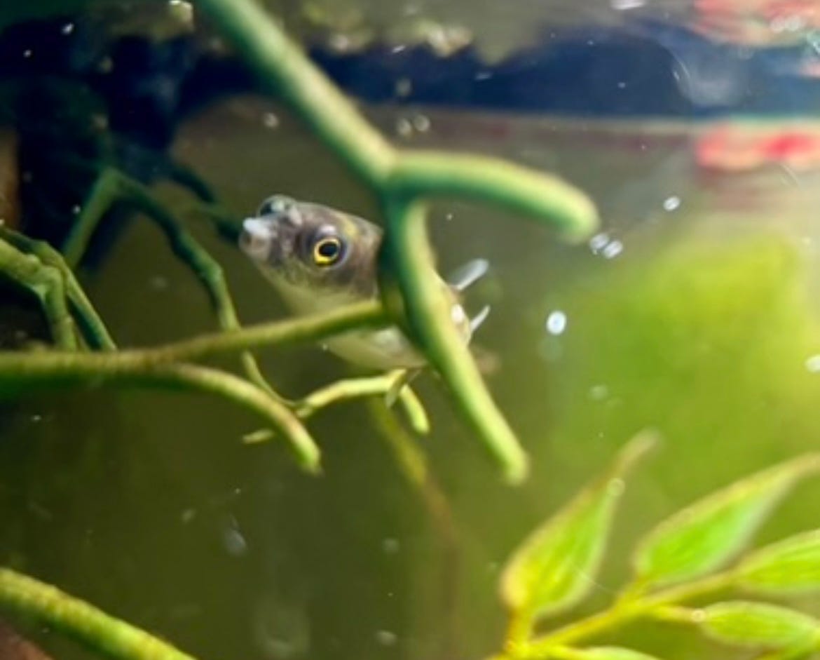 The Amazon Puffer: Caring For A Fish That Just Wants To Swim Upstream ...