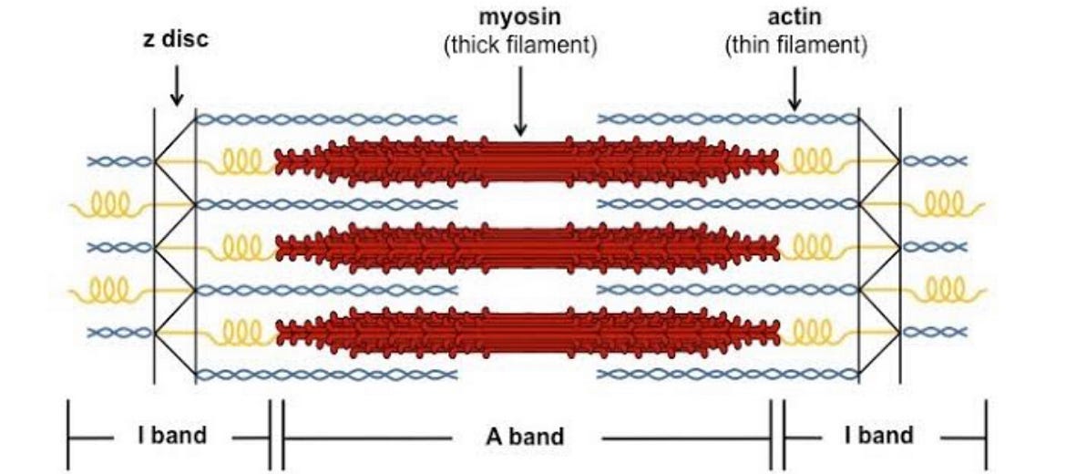 Myosin. I’m that one stuff from the sarcomere | by myosin from the ...