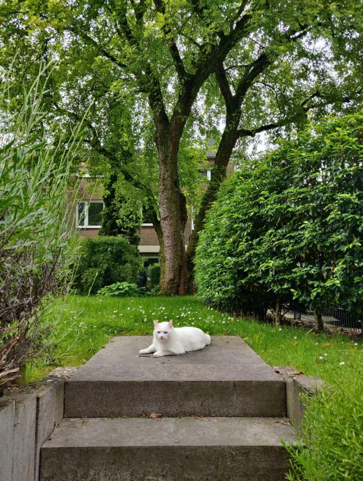 The Cats In Our Lives (4). Here is a dating life | by Vida Lu | Catness | Medium