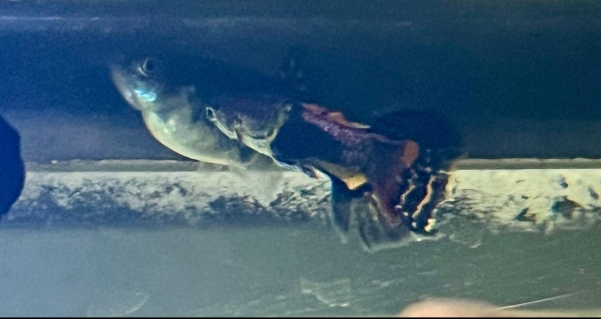 Recognizing Signs Of Stress In Fish | by Adriene Adams | May, 2024 | Medium