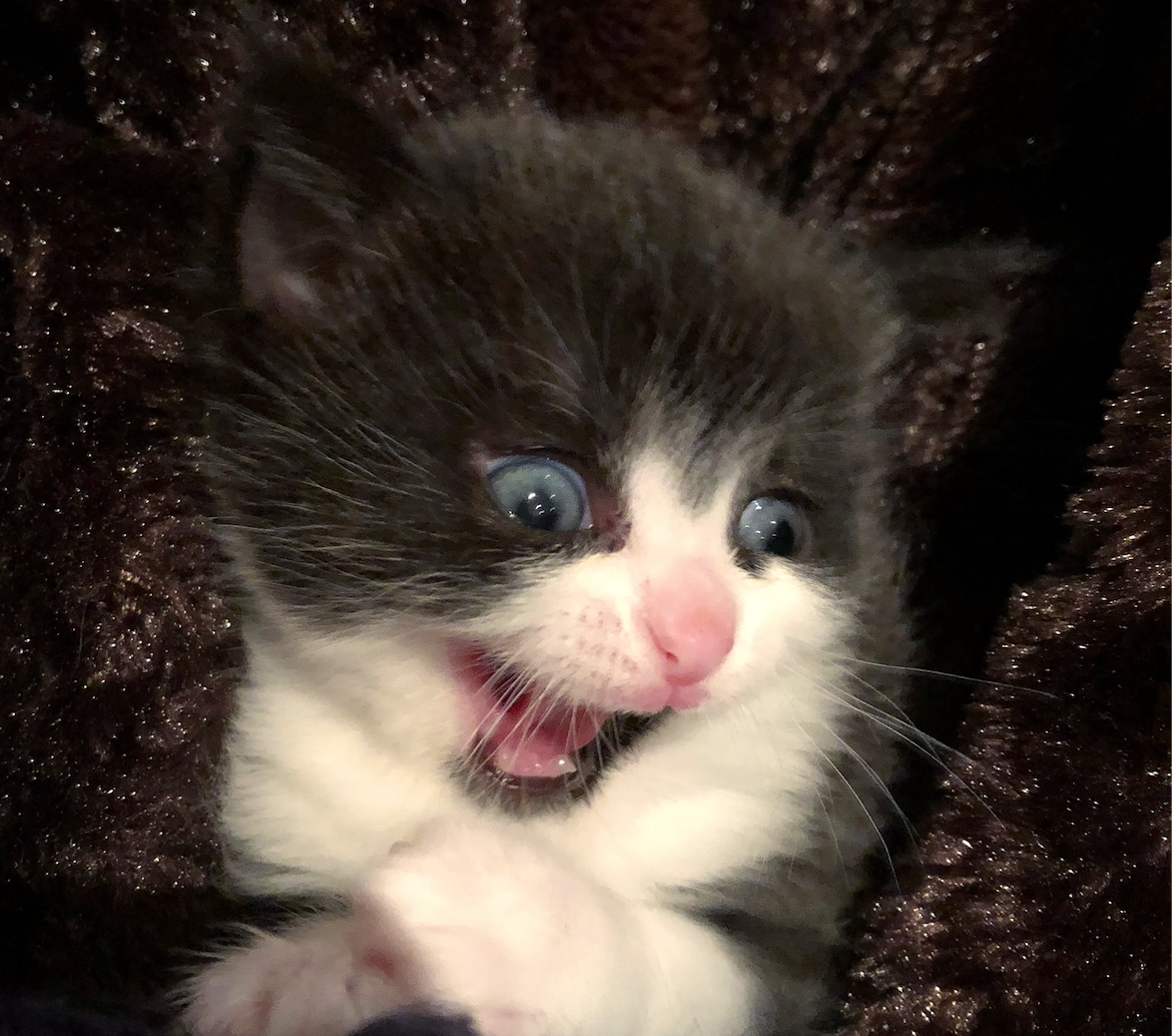 5 Reasons to Foster Kittens. A great hobby for anyone! | by Darby Days | Catness | Medium