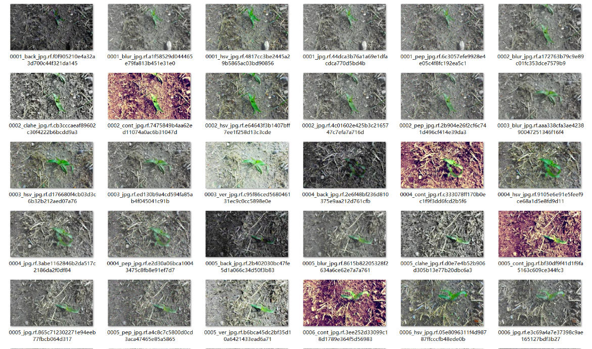Dataset Corn field weed recognition dataset object detection ...
