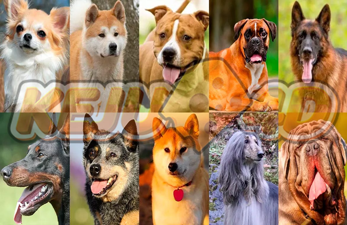 INILAH BEBERAPA ANJING YANG PALING SETIA | by Kejuslot | Nov, 2023 | Medium