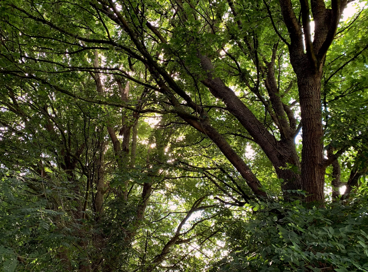 Comparing Religions and Philosophies to Nature: Unveiling the True ...