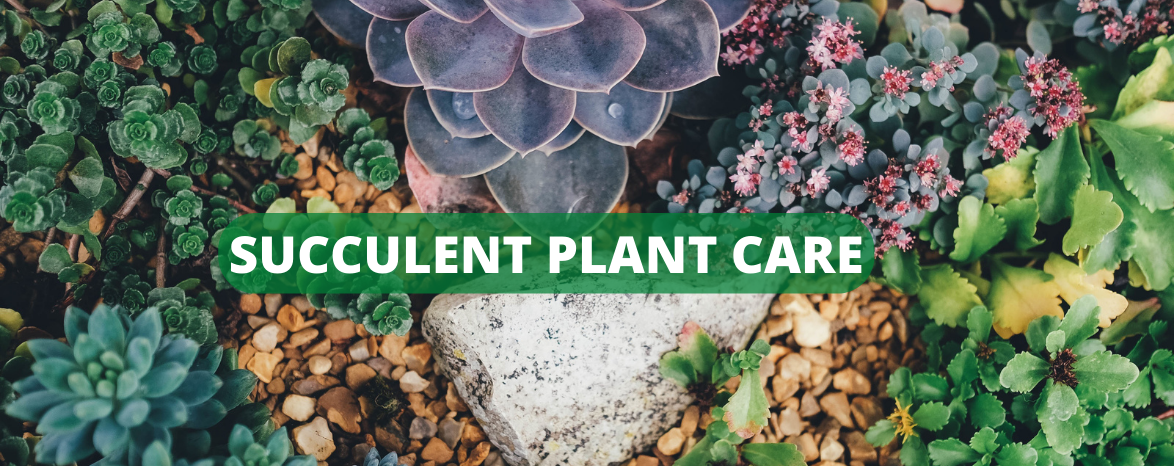 A Beginners Guide to Grow Succulents- How to care Your Succulent Plants ...