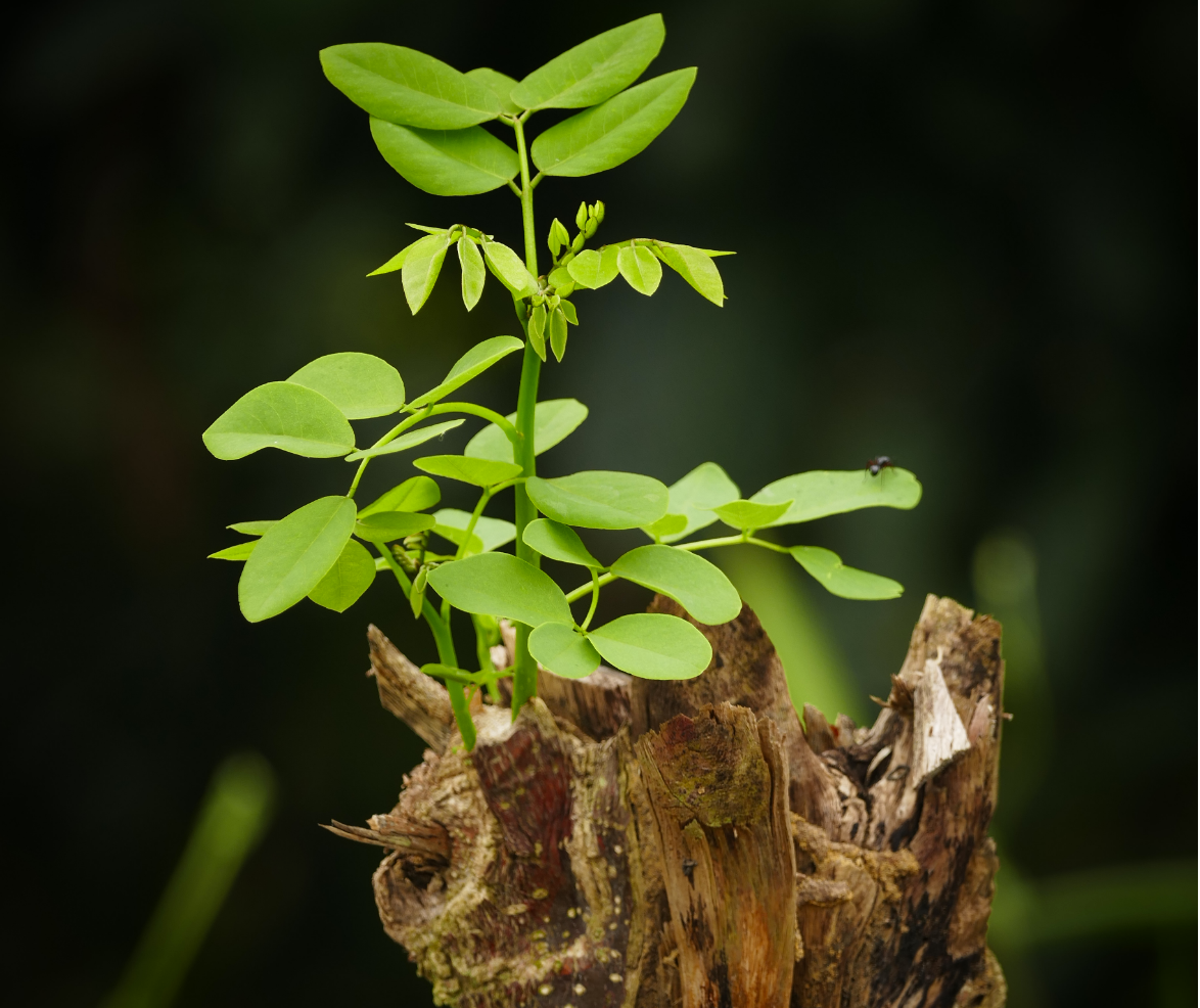 The ups and downs of growing quickly | by Alex Holderness | Startup ...