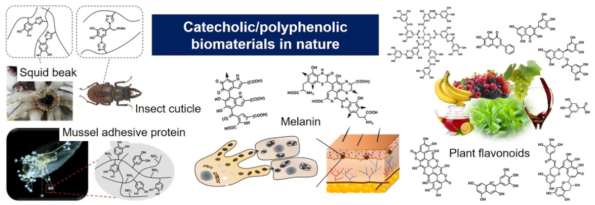 Biomaterials & Biointerface Engineering Laboratory - DGIST - Medium