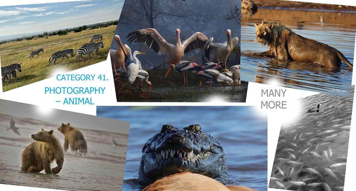 World’s Best Animal Photographers: KAROLA, HAMBURGH, COLLINS, SHOCKEY ...