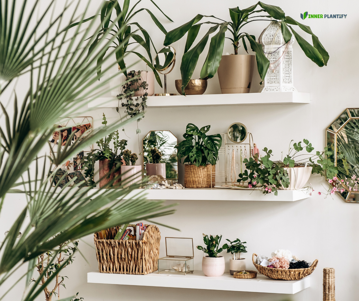 🌿 Unlock the Secrets to Lush Plant Growth! 🌱 - Inner plantify - Medium