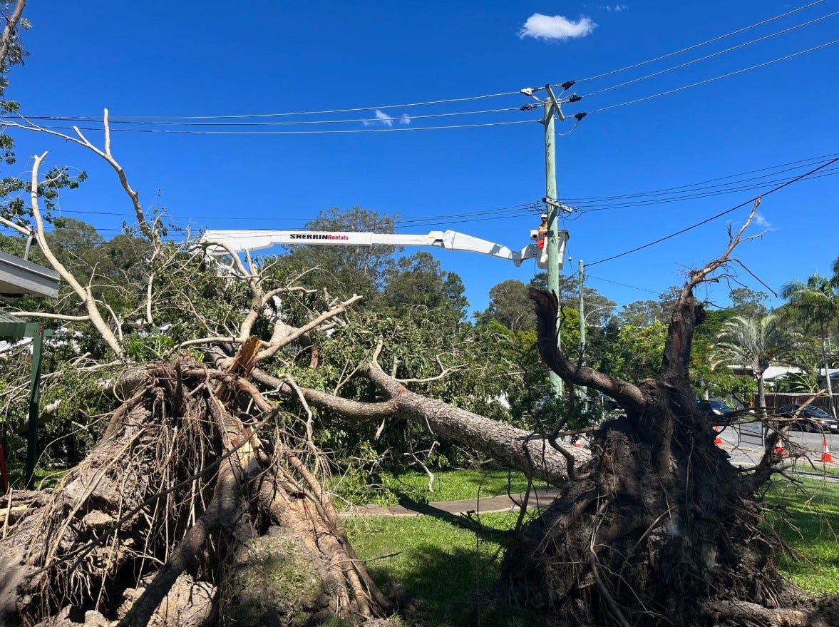 Tree Lopper - dynamic treesolutions - Medium