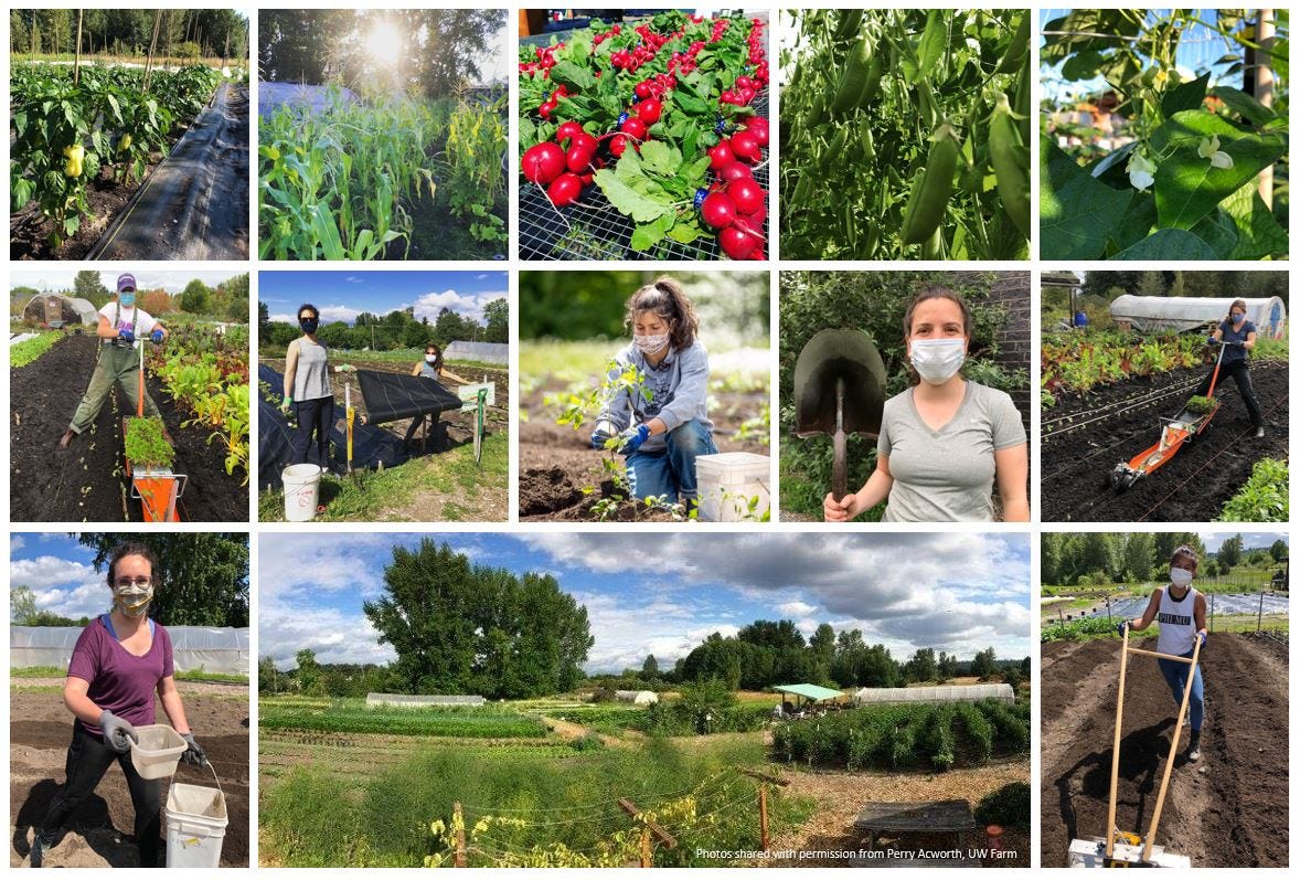 Lending a hand to a farm in need. With no students or volunteers to ...