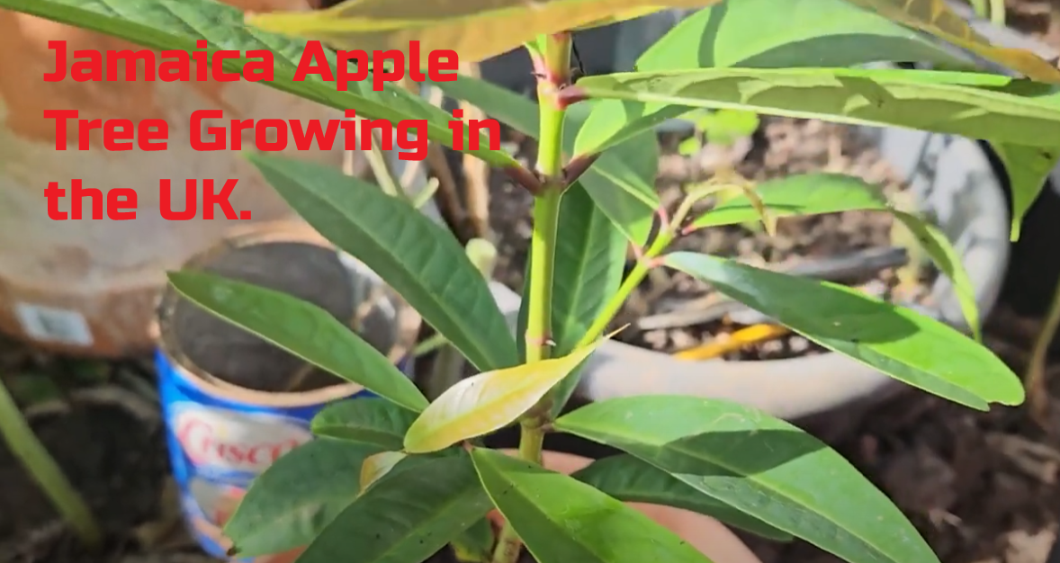 “Bringing the Tropics Home: Growing Jamaican Apple Trees in the UK ...
